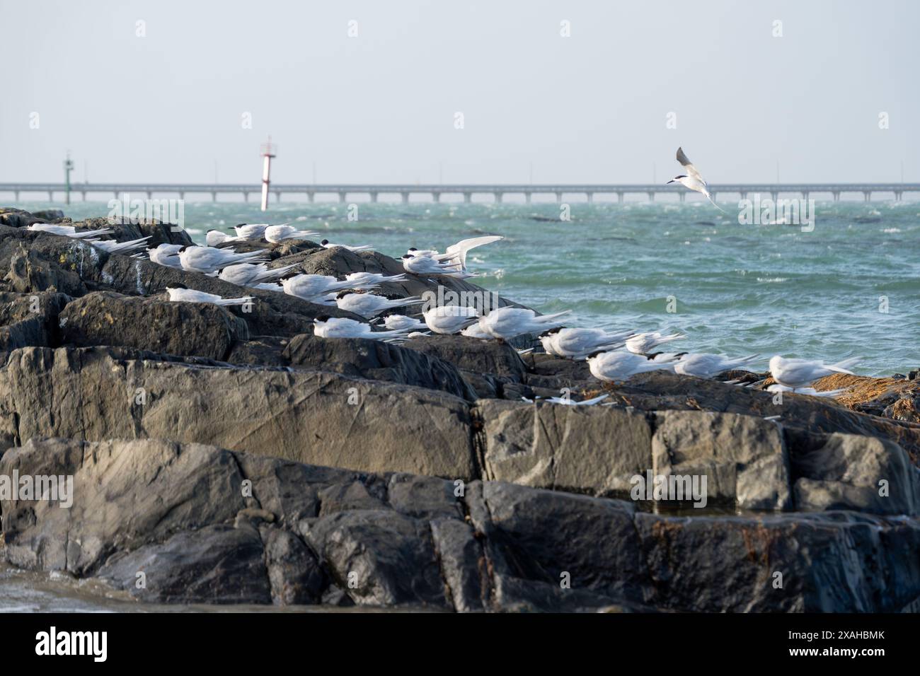 White-fronted tern (Sterna striata) returning to colony. Bluff ...