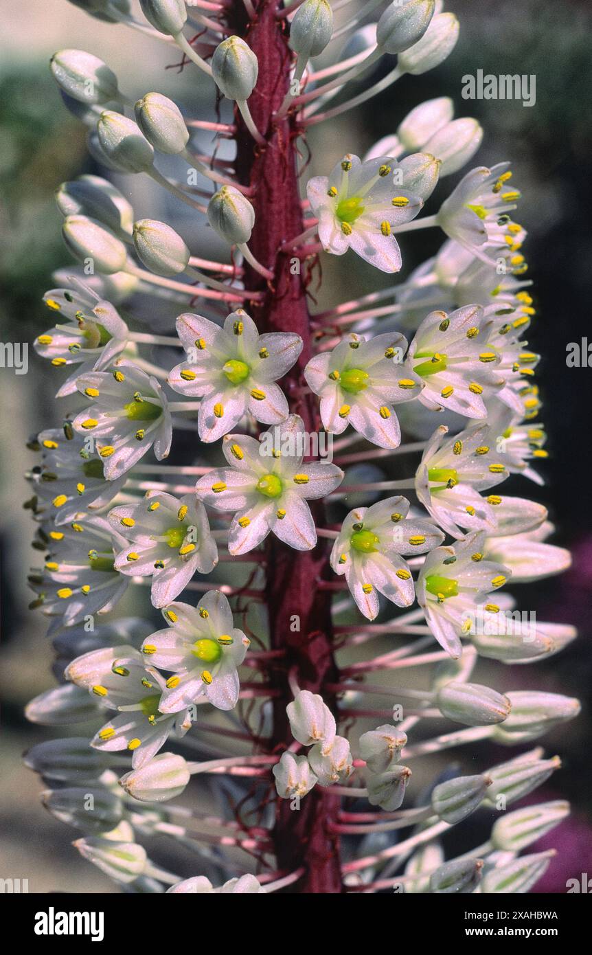 Sea squill (Drimia maritima = Urginea maritima = Squilla maritima ...