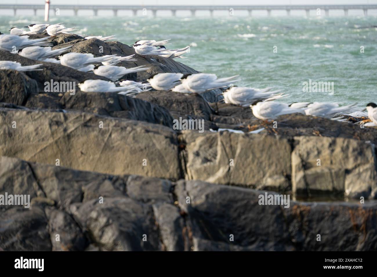 White-fronted tern (Sterna striata) colony in Bluff, New Zealand. Terns ...