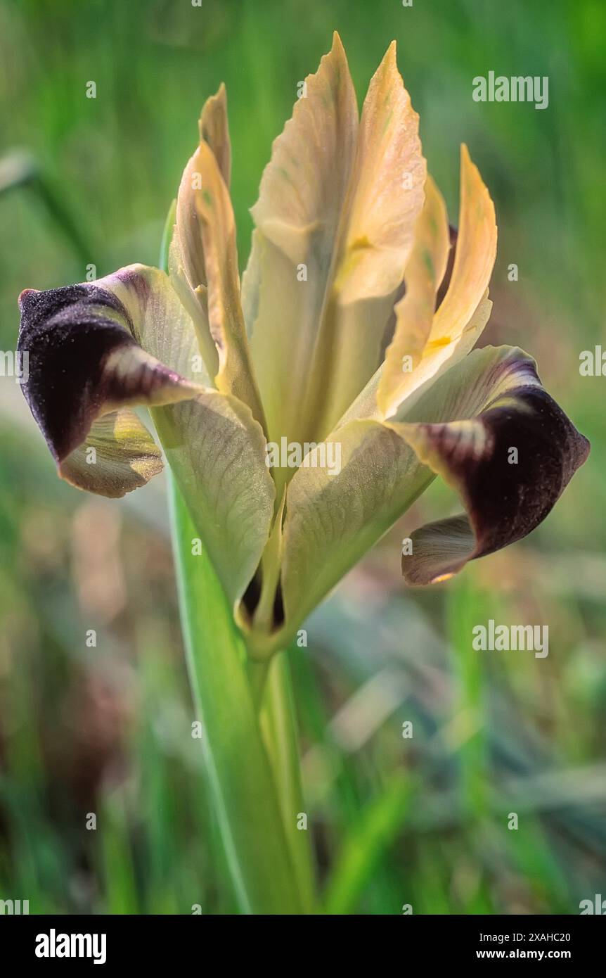 Snake's-head (Iris tuberosa = Hermodactylus tuberosus), Iridaceae ...