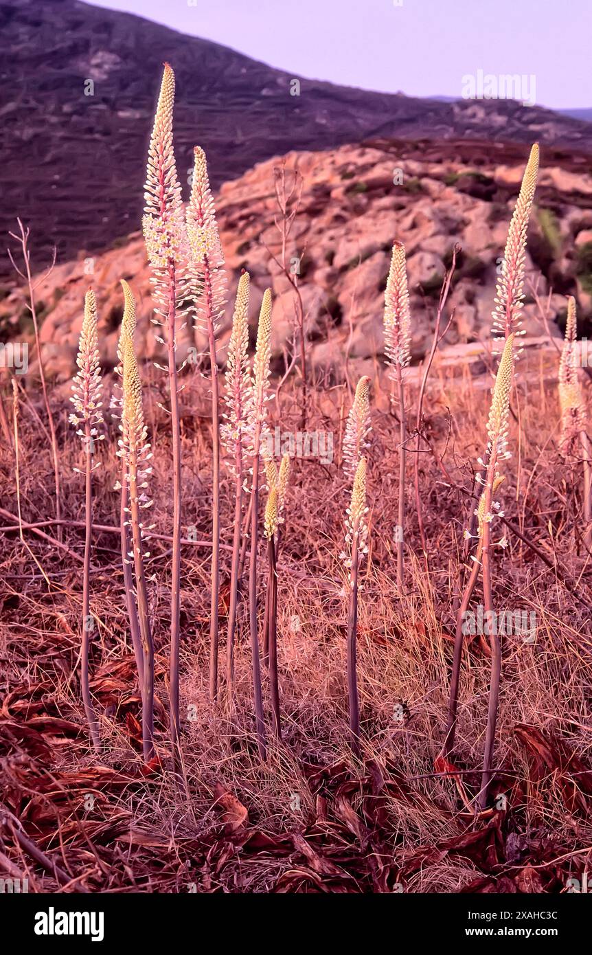 Sea squill (Drimia maritima = Urginea maritima = Squilla maritima ...