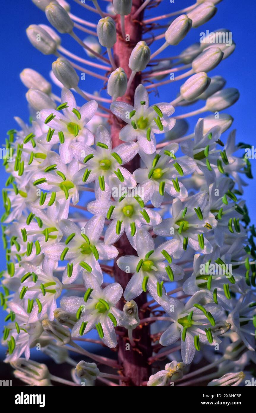 Sea squill (Drimia maritima = Urginea maritima = Squilla maritima ...