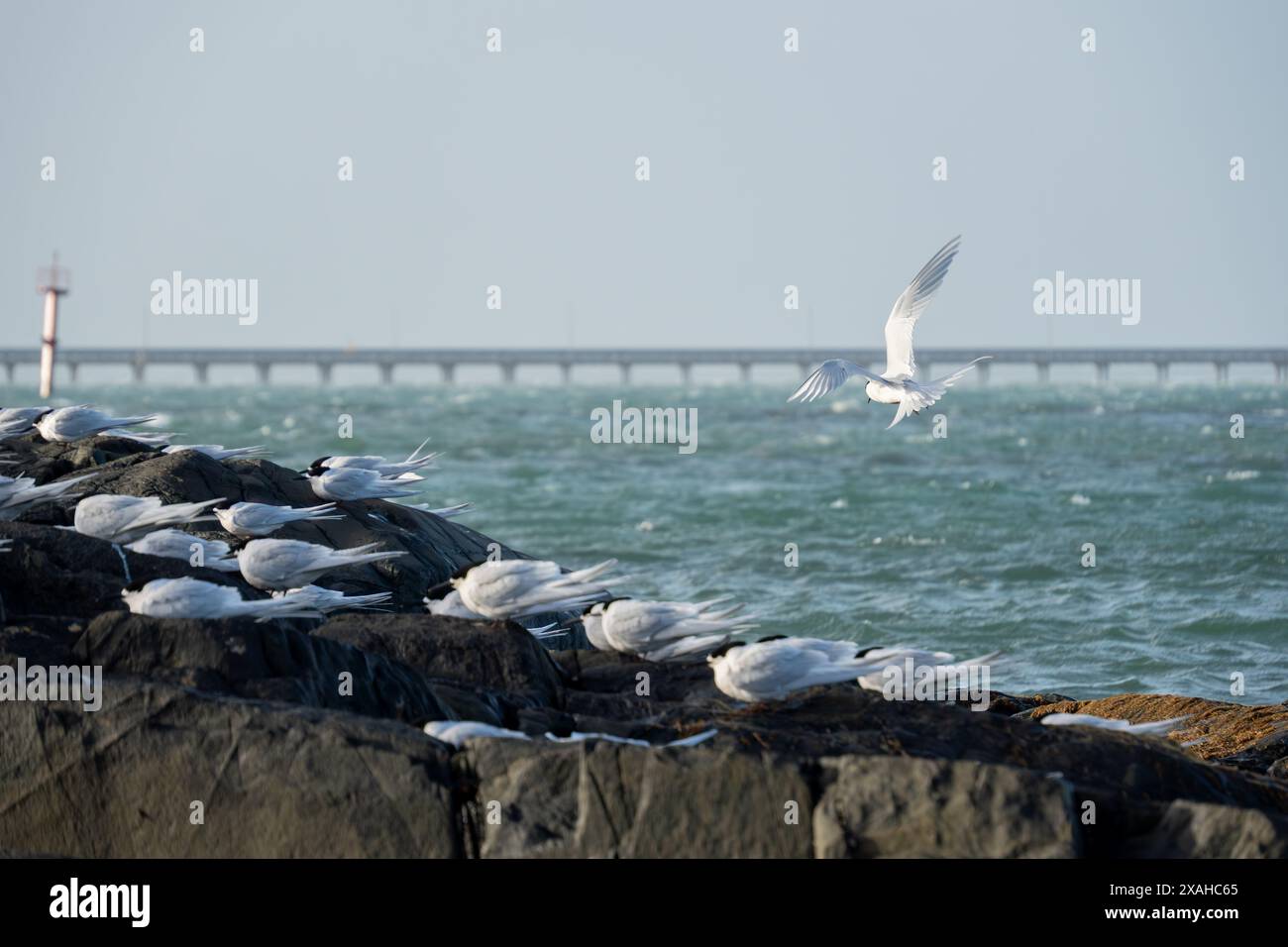 White-fronted tern (Sterna striata) returning to colony. Bluff ...
