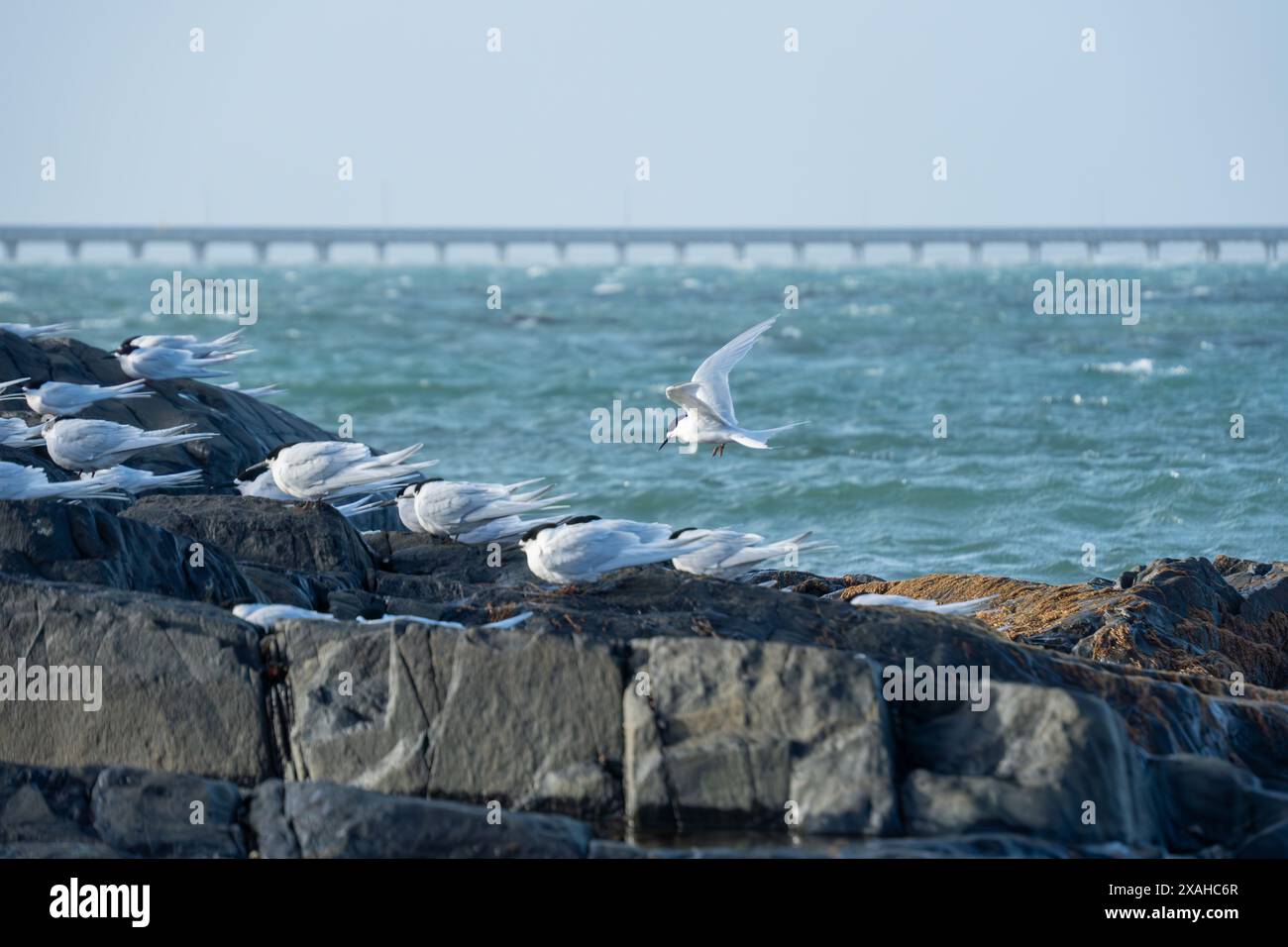 White-fronted tern (Sterna striata) returning to colony. Bluff ...