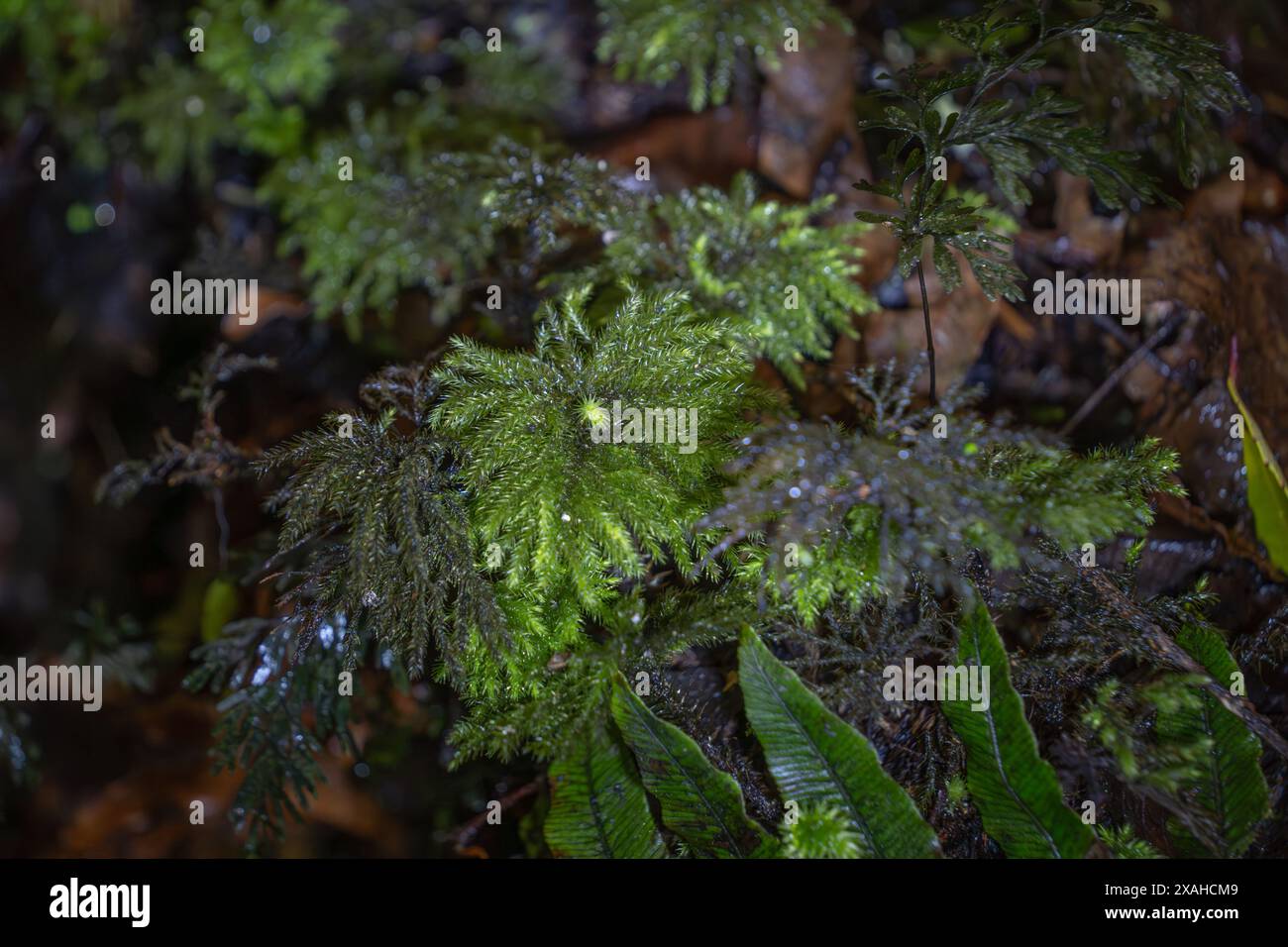 Bright green moss and lichen texture. Background image from New Zealand ...