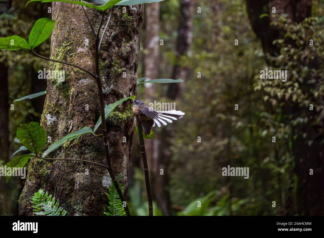 Rhipidura fuliginosa: New Zealand fantail in regenerating forest ...