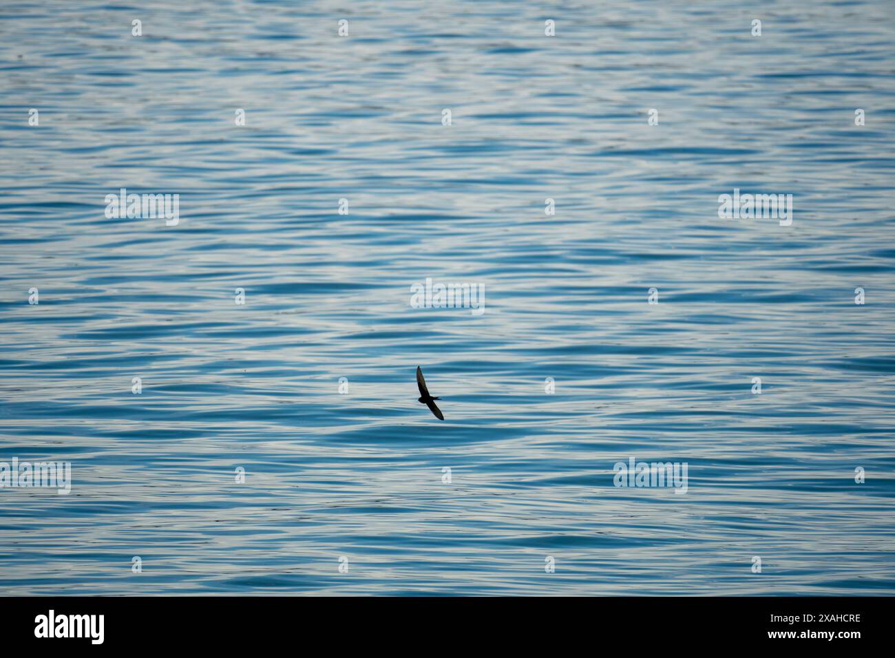 Welcome swallow flying over rippled blue water surface. Nature ...