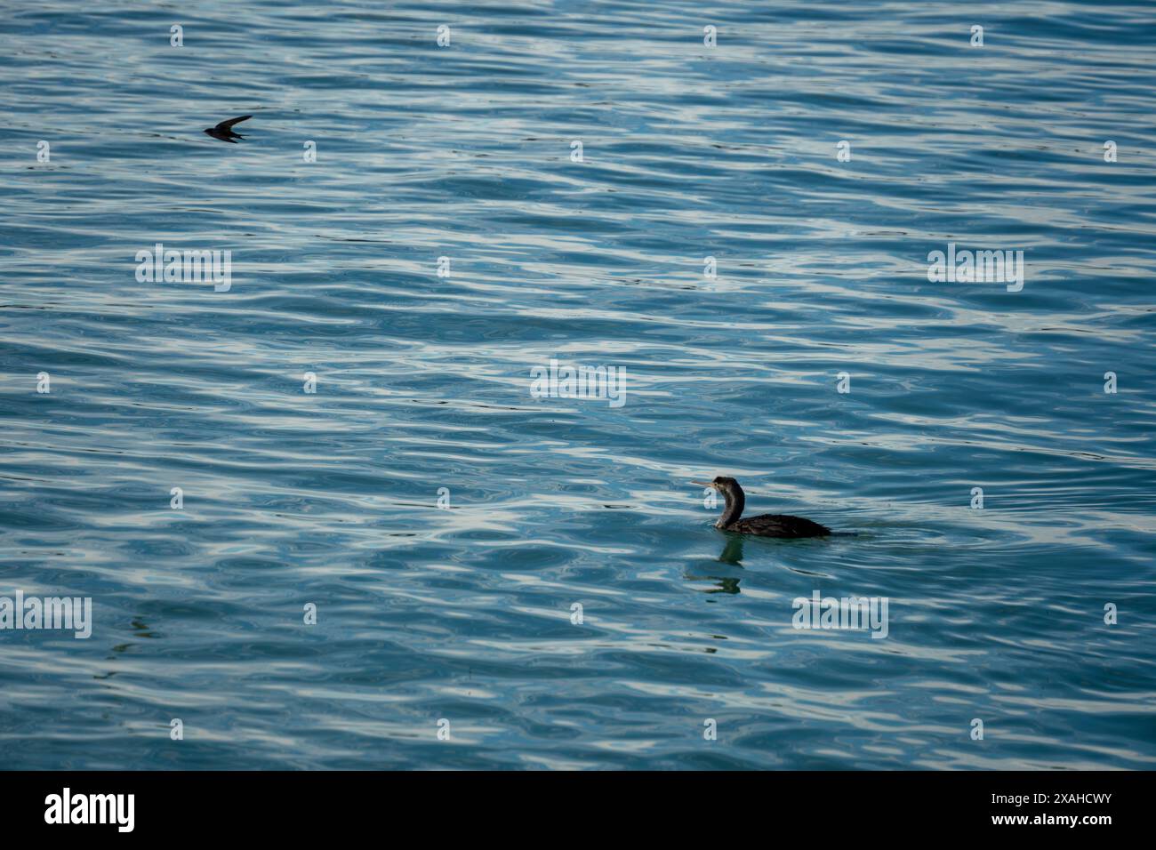 New Zealand cormorant and welcome swallow birds ing in calm water ...