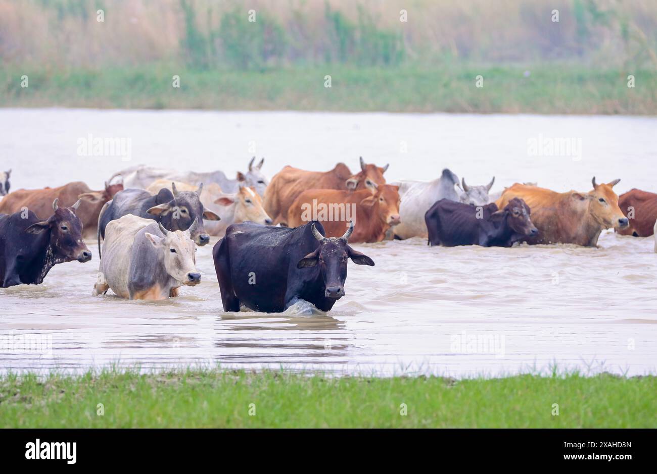 A group of cows crossing the river.this photo was taken from Bangladesh ...