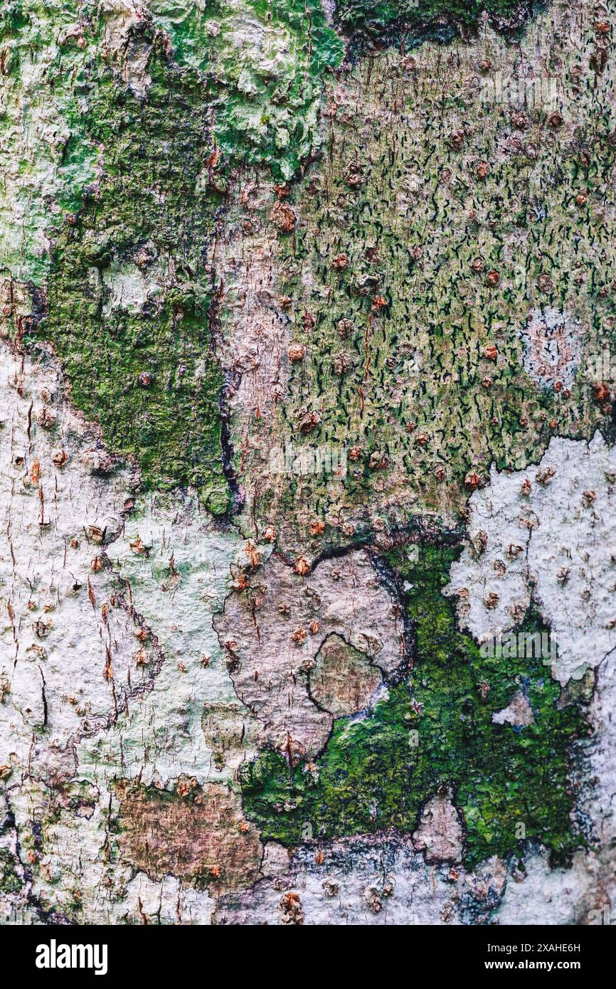 Fabulous bright textures of evergreen tree in Island jungle. Immersing ...