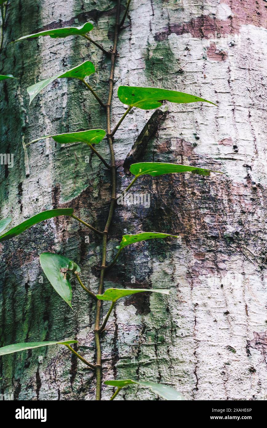 Fabulous bright textures of evergreen tree in Island jungle. Immersing ...