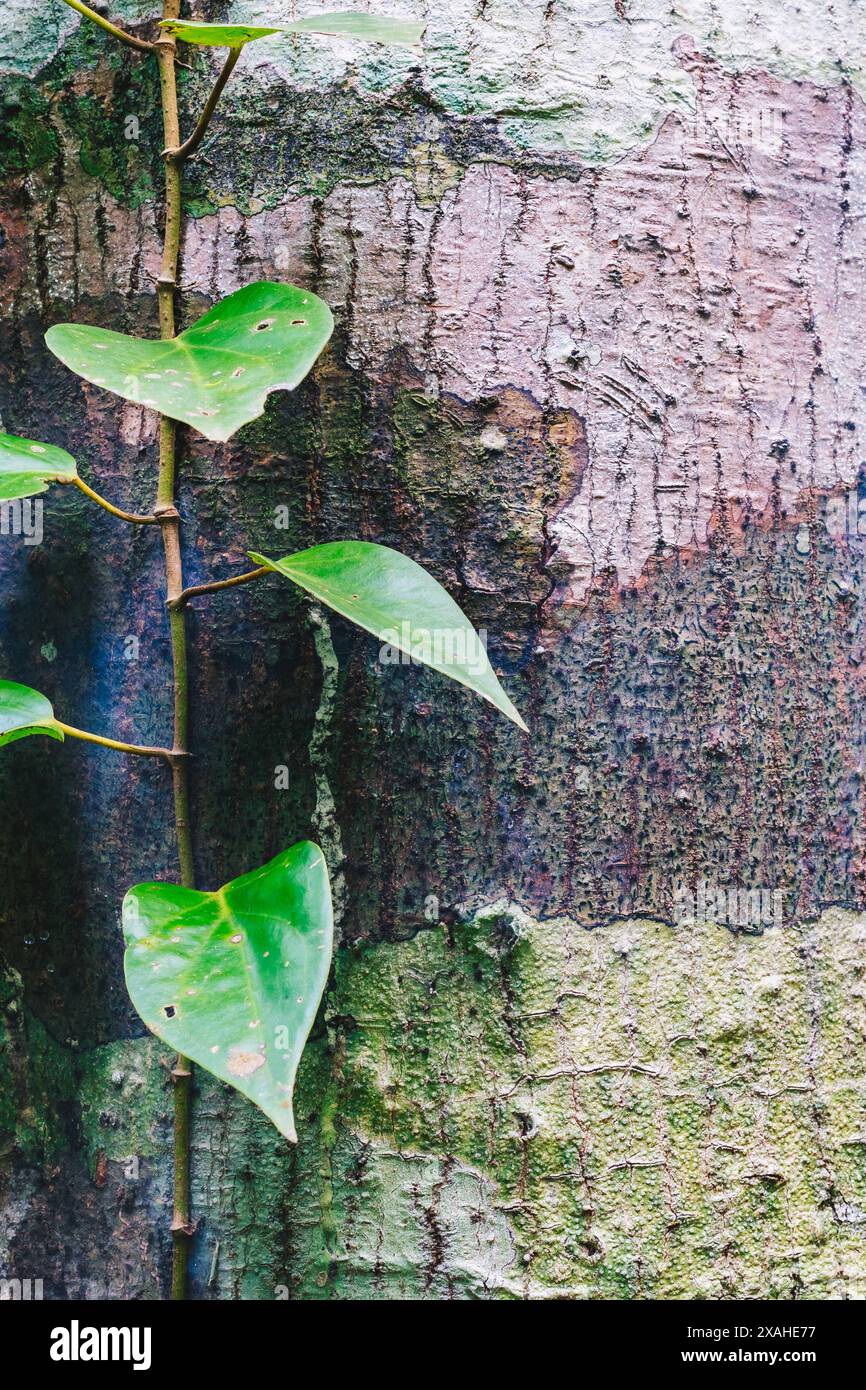 Fabulous bright textures of evergreen tree in Island jungle. Immersing ...