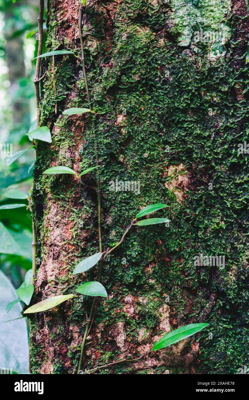 Fabulous bright textures of evergreen tree in Island jungle. Immersing ...