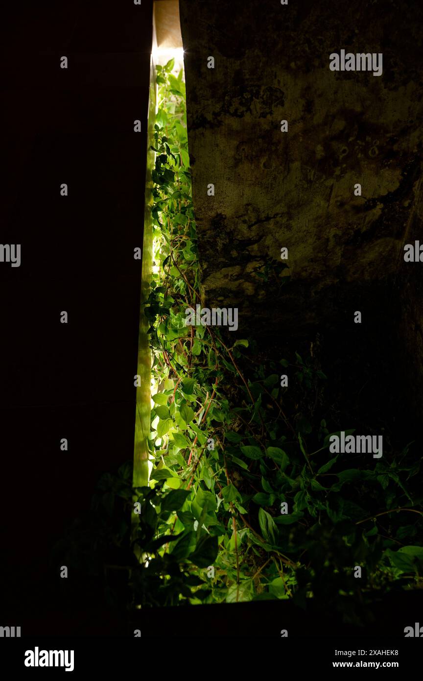 Lush green vines illuminated by a soft artificial light, growing ...