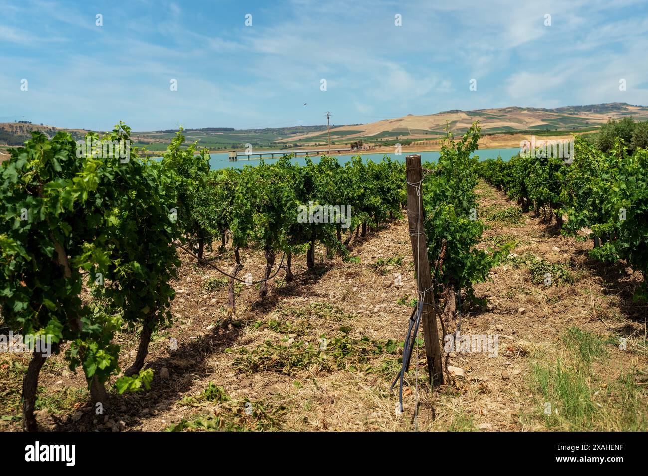 Picturesque vineyard stretches towards a serene lake under a clear blue ...