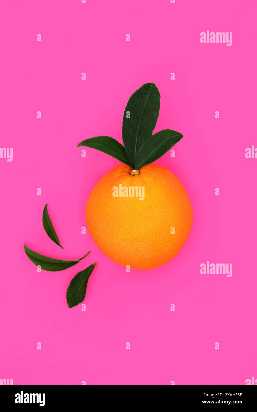 Summer orange citrus vivid fruit design with leaves on vivid pink ...