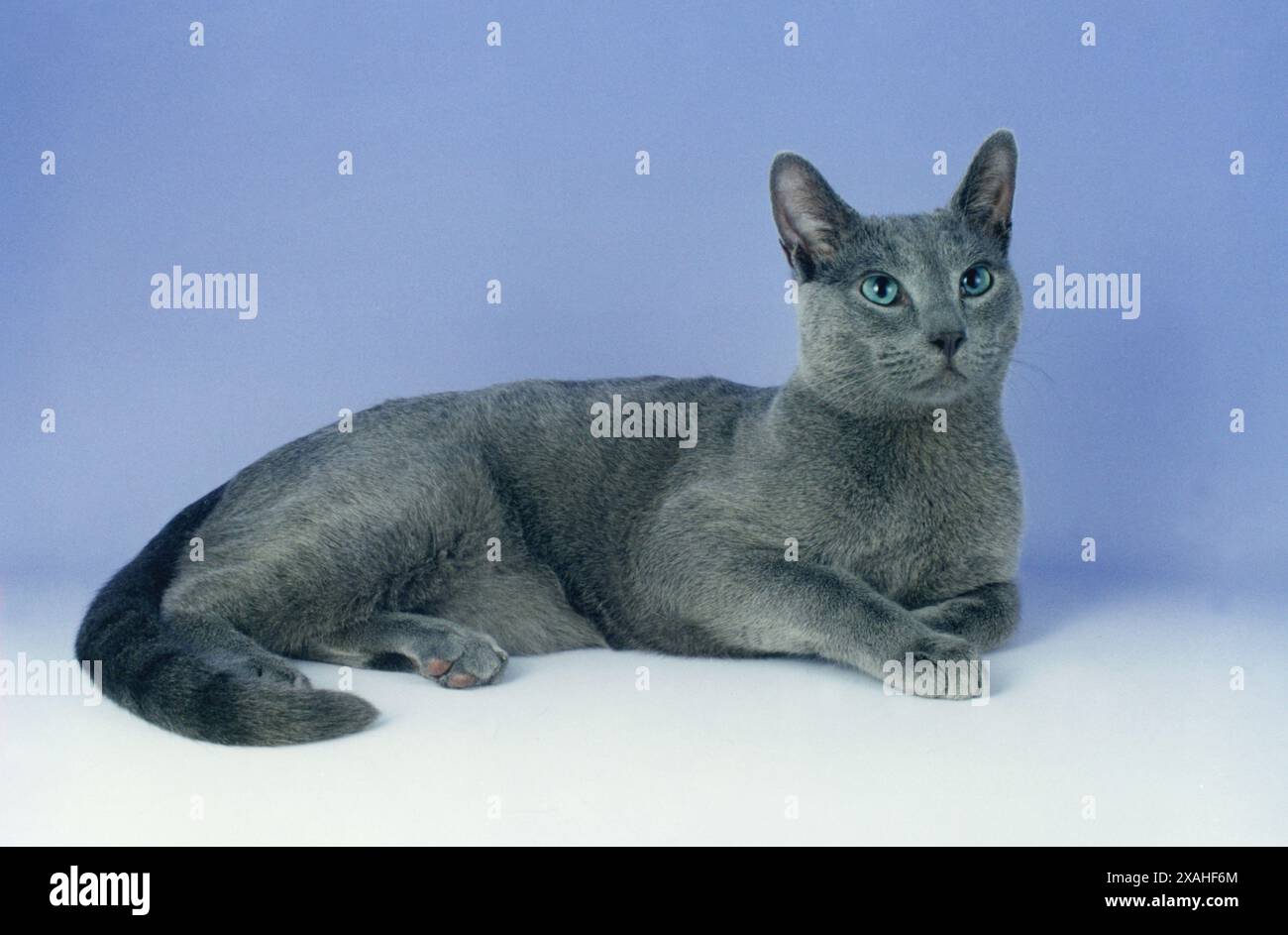 Russian Blue Adult Cat Layed Sideways on a Lilac Background Stock Photo ...
