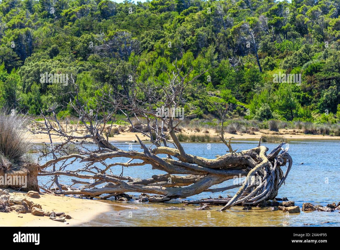 Dry huge tree roots on a sandy beach on the island of Rab Croatia Stock ...