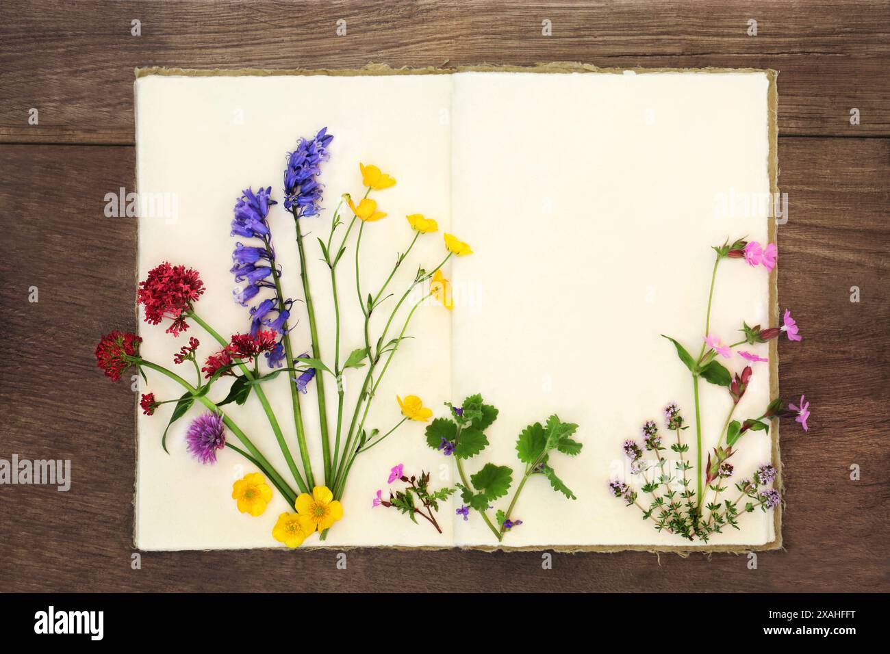 Wildflower collection hi-res stock photography and images - Alamy