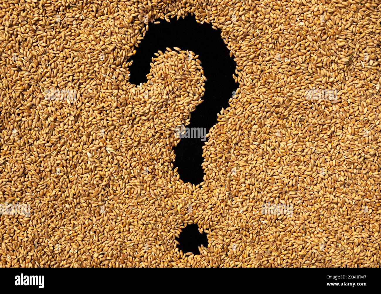 Black question mark on the background of wheat grains. The concept of ...