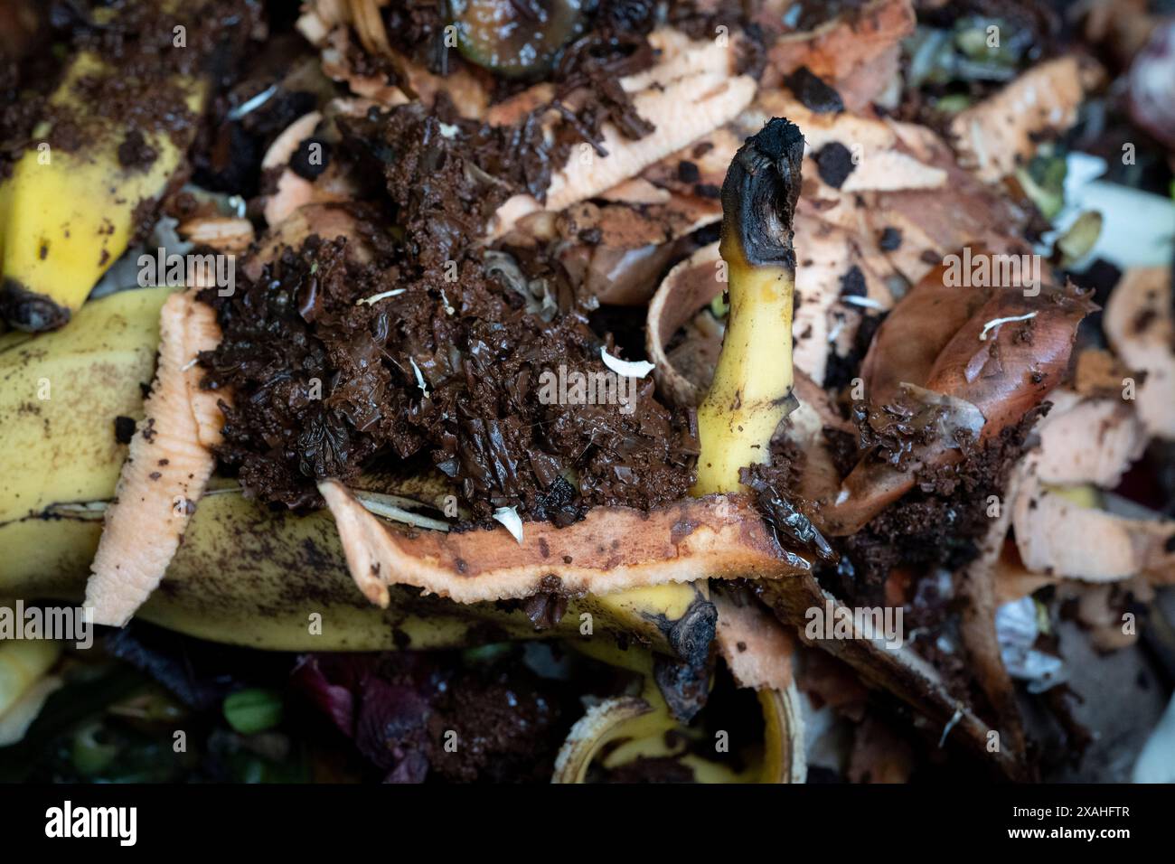 Macro view of organic fruit and veg food waste decomposing inside a ...