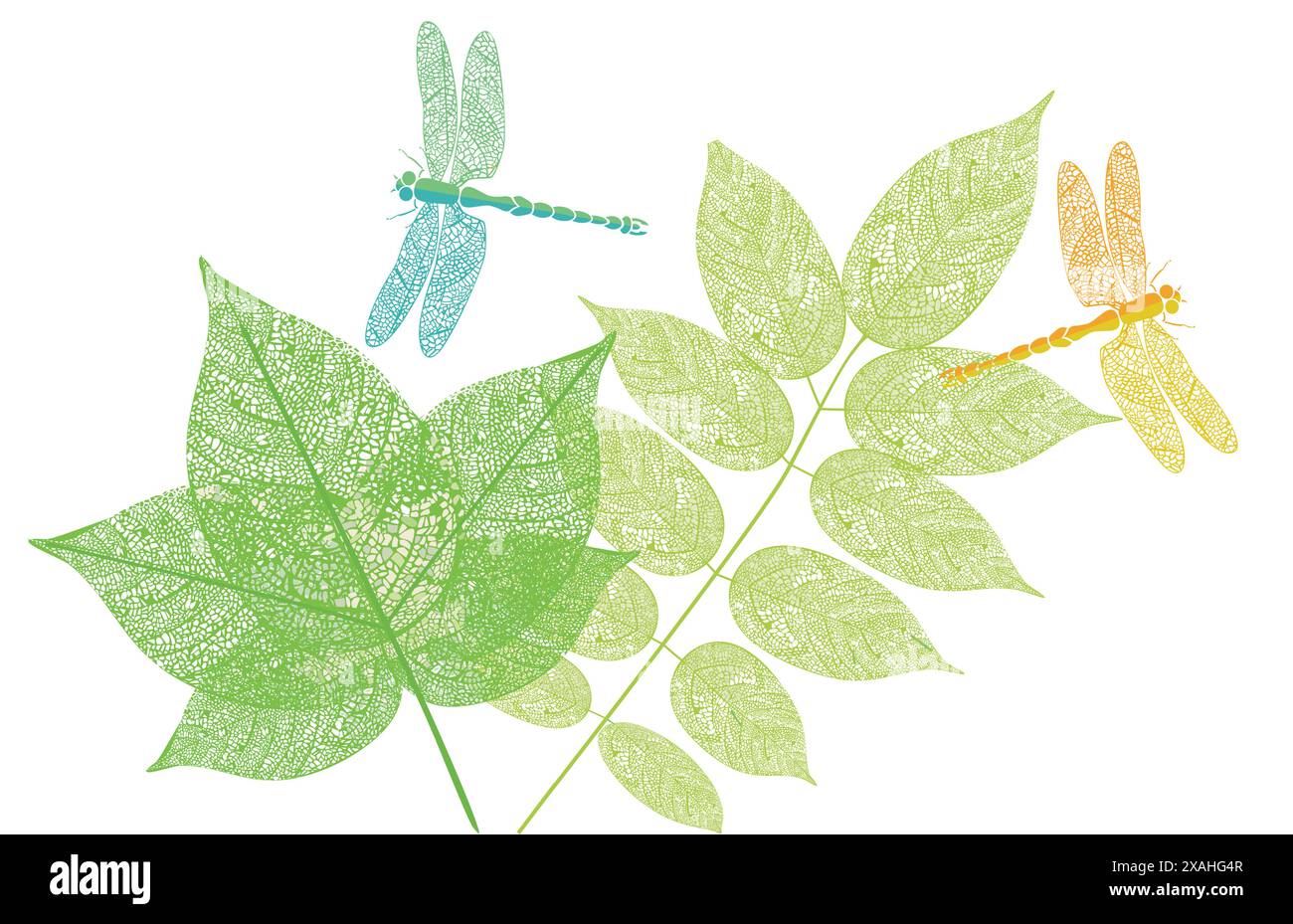two dragonflies with leaves, illustration cutout Stock Vector Image & Art - Alamy