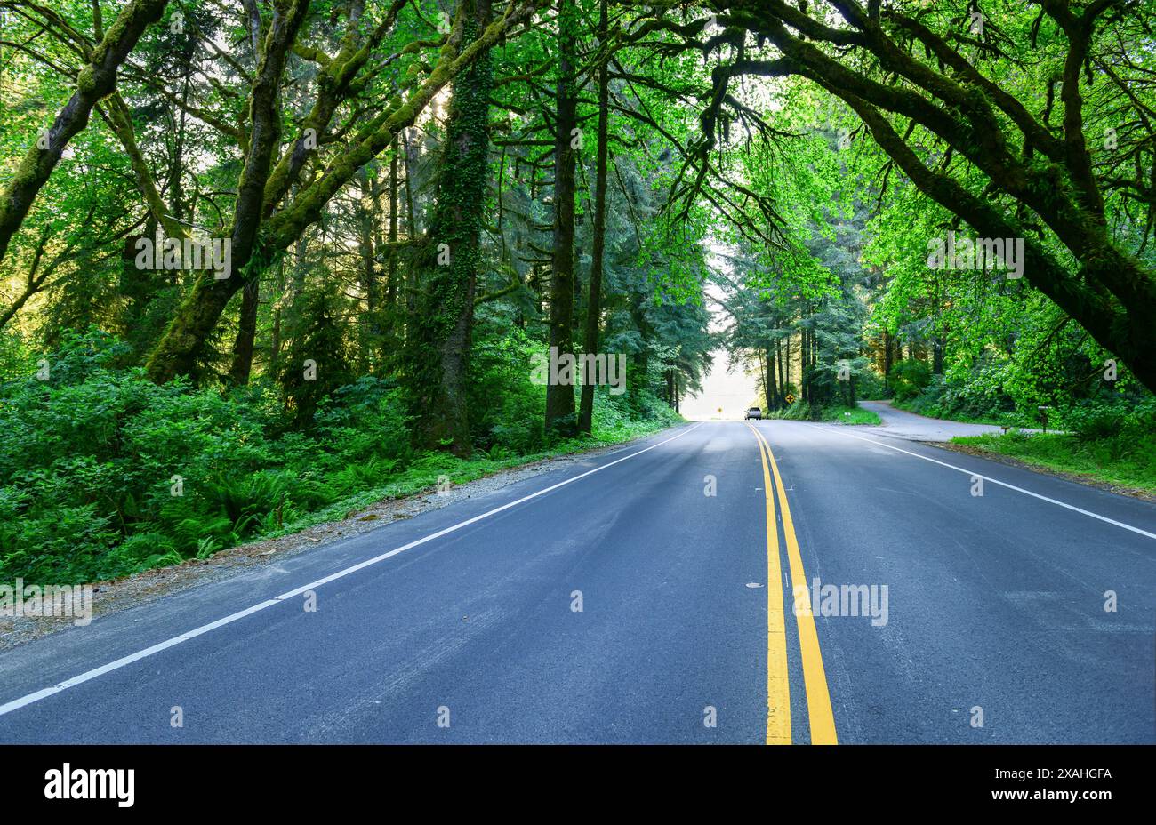 Cars travelling on the U.S. Highway 101. Oregon. USA Stock Photo - Alamy