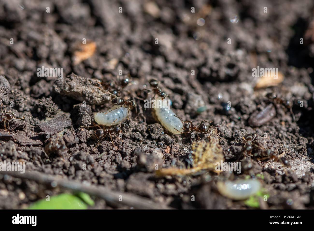 ants in the garden. destroyed anthill, ants carry eggs, ant larva. ants ...