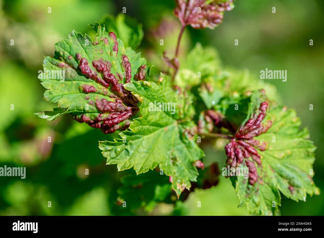 red currant leaves damaged by aphids. Pests on garden plants, gardening ...