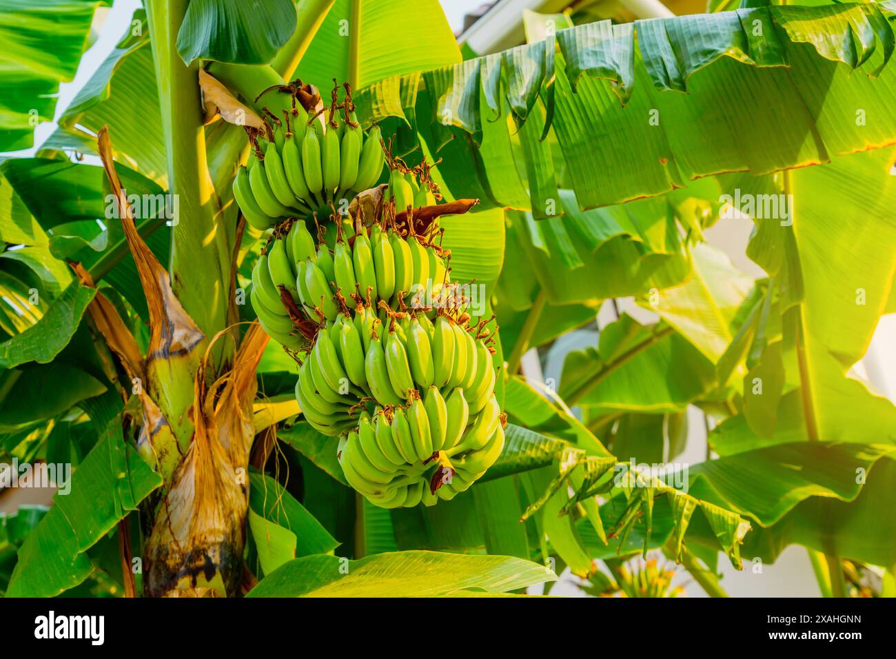Green bananas hang in clusters on banana plantations. Industrial scale ...
