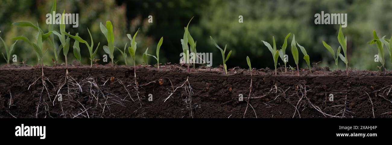 New corn plants hi-res stock photography and images - Alamy