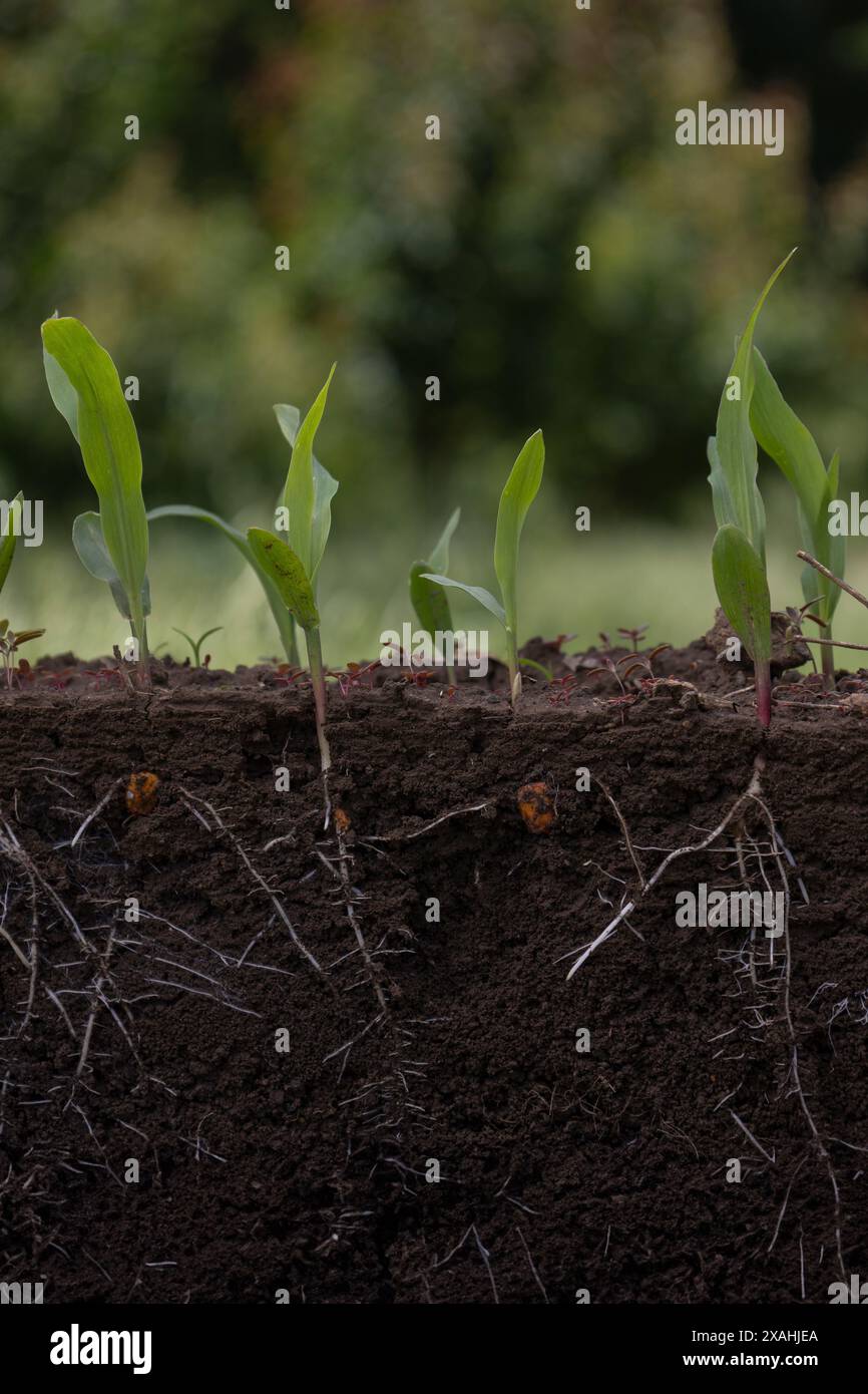 Young corn plants with roots Stock Photo - Alamy