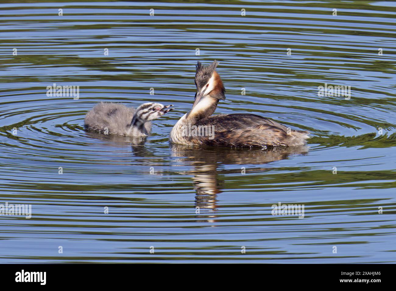 Grebe in flight hi-res stock photography and images - Alamy