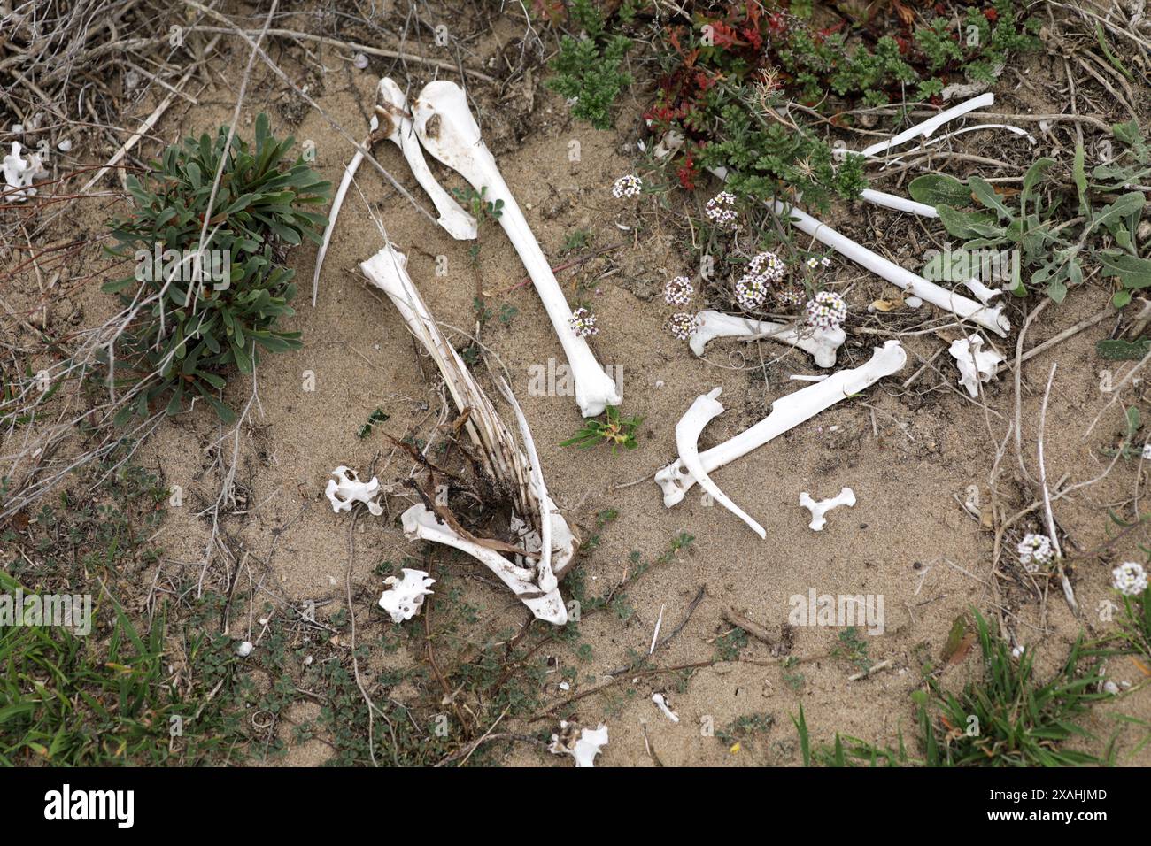 Bones on a beach Stock Photo - Alamy