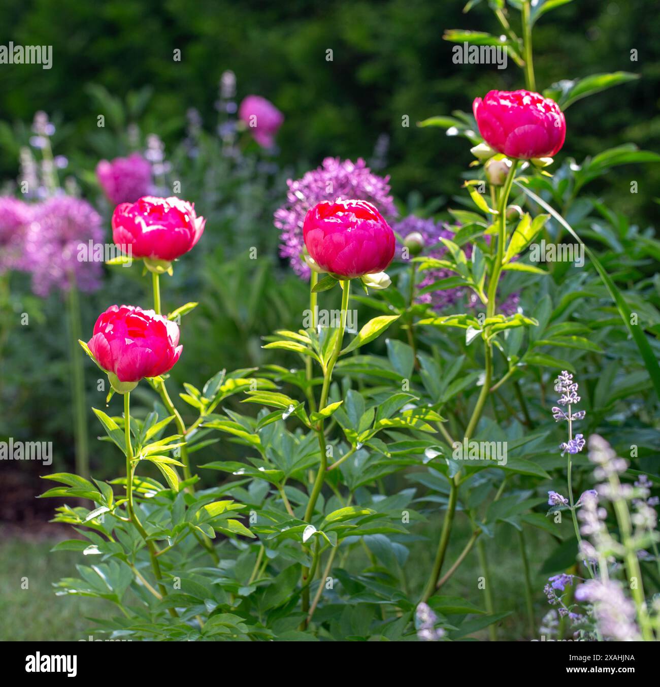 Peony cytherea hi-res stock photography and images - Alamy