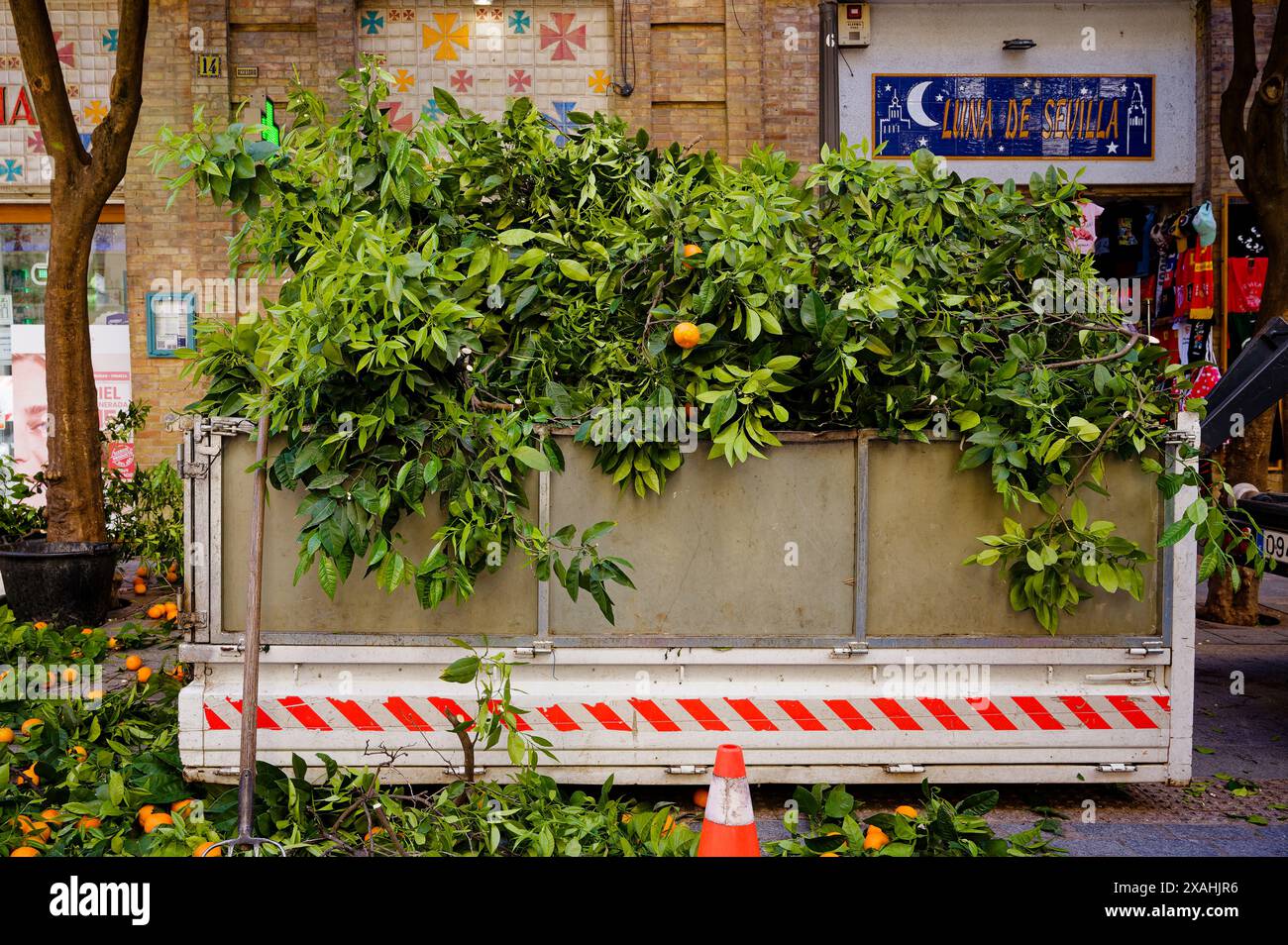Container filled with freshly cut orange tree branches and leaves ...