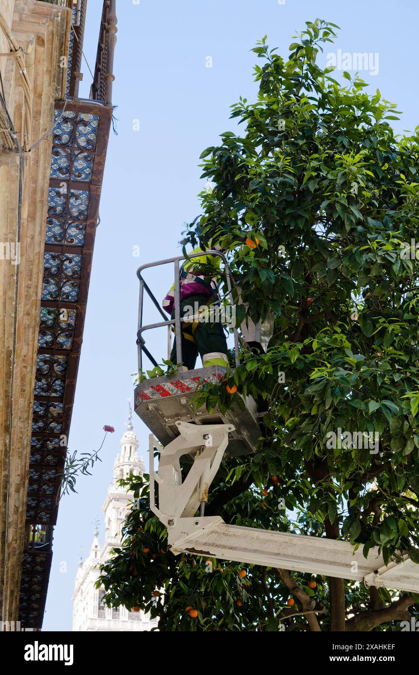 Council worker trims orange trees from a lift on a clear sunny day ...