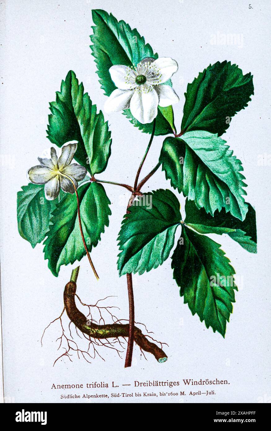 Anemone trifolia L. — Dreiblättriges Windröschen. the three-leaved ...