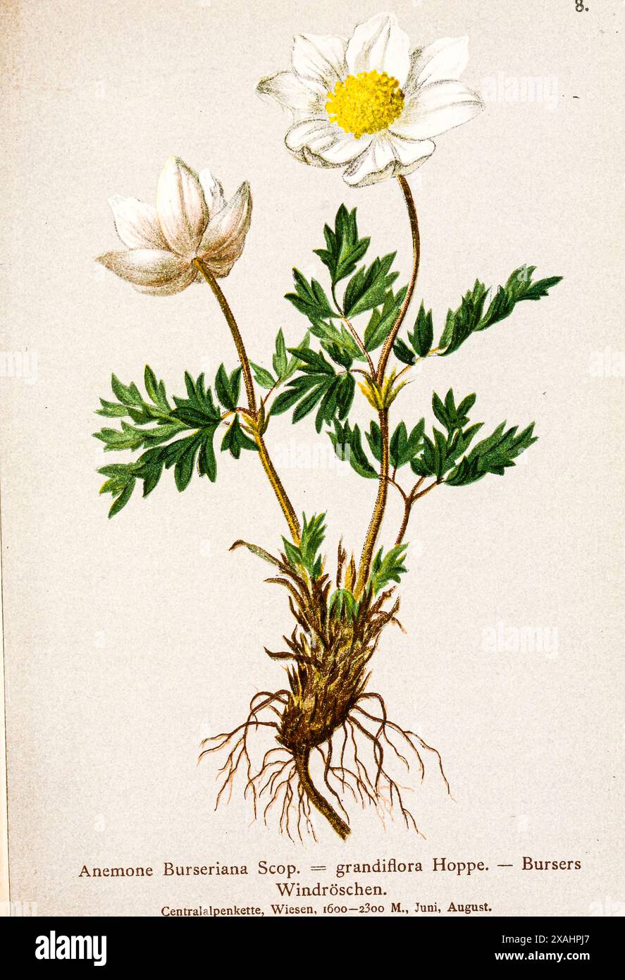 Anemone burseriana hi-res stock photography and images - Alamy