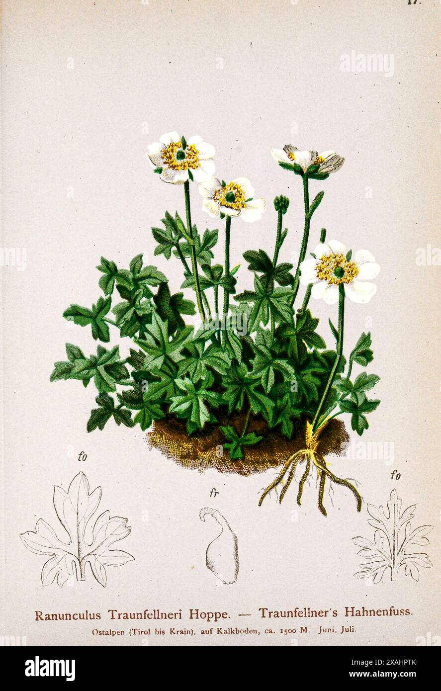 Traunfellners hahnenfuss hi-res stock photography and images - Alamy