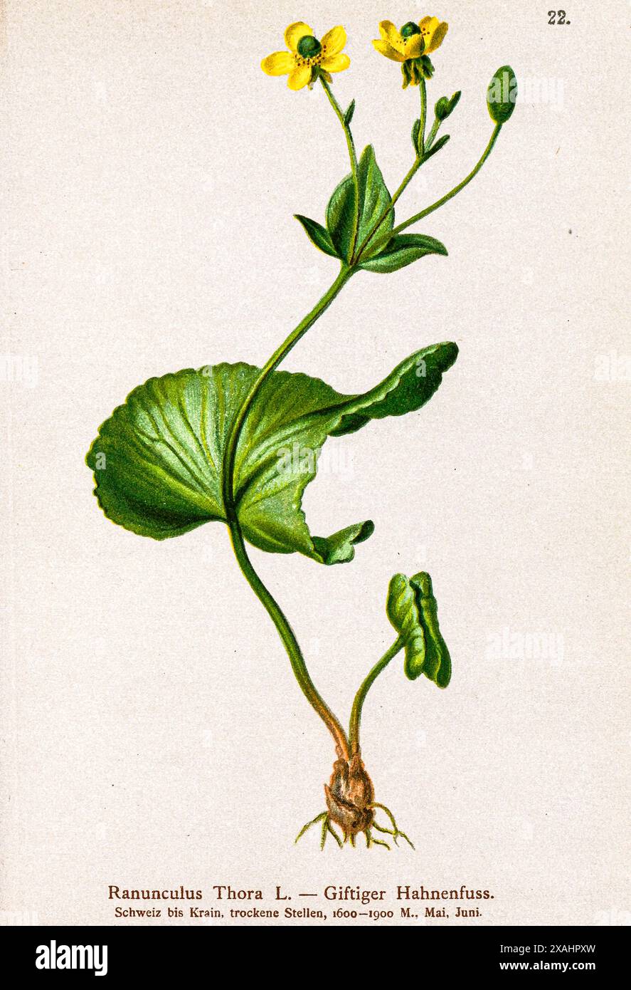 Plant ranunculus thora l hi-res stock photography and images - Alamy