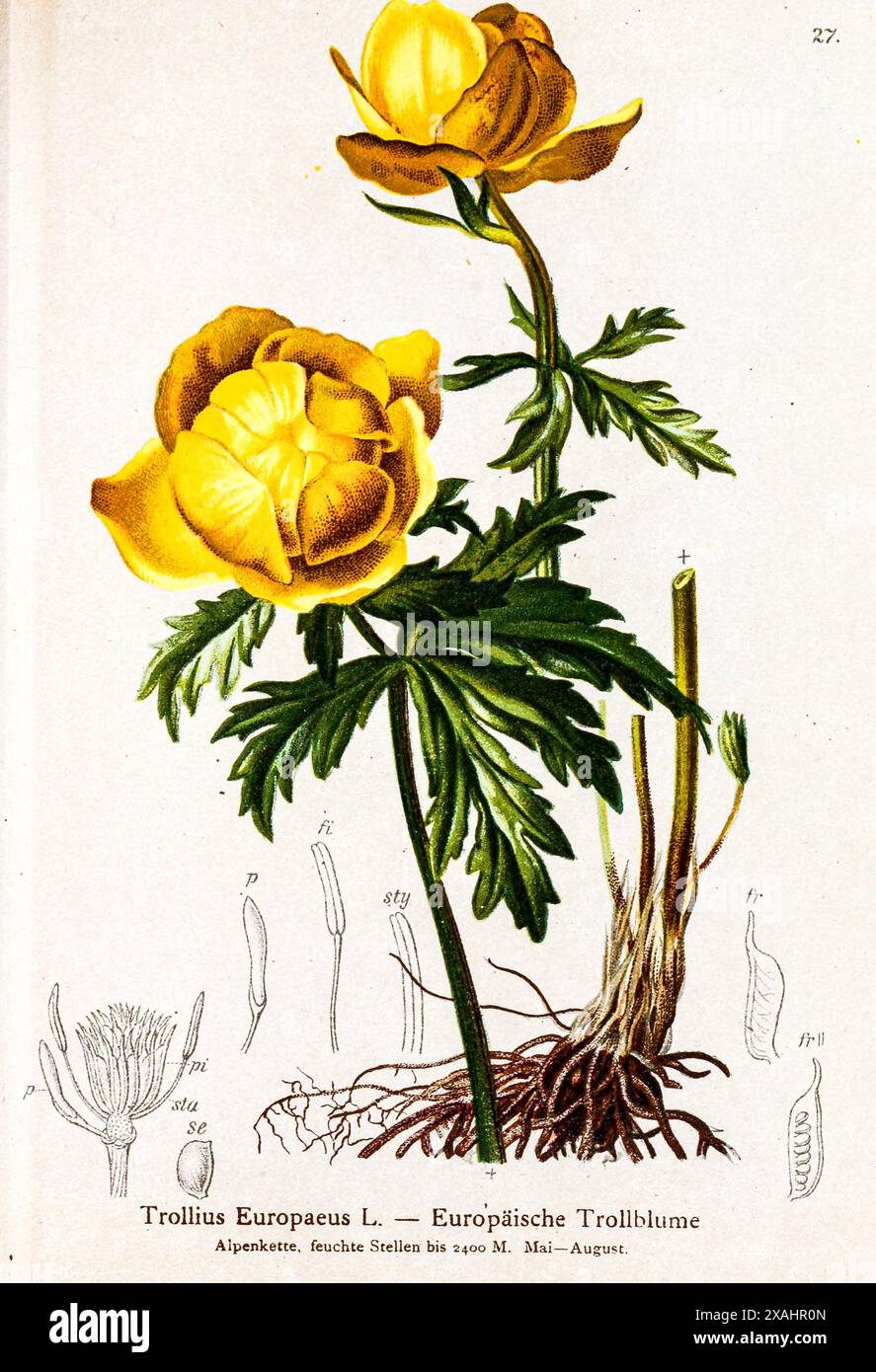 Trollius Europaeus L. — Europäische Trollblume Trollius europaeus, the ...