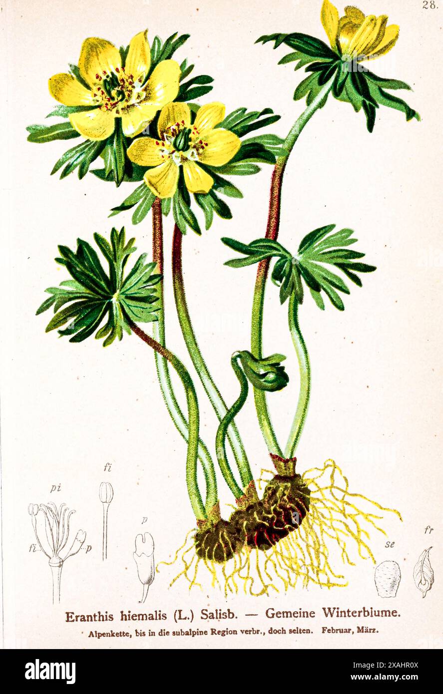 Eranthis hiemalis (L.) Salisb. — Gemeine Winterblume. Eranthis hyemalis ...