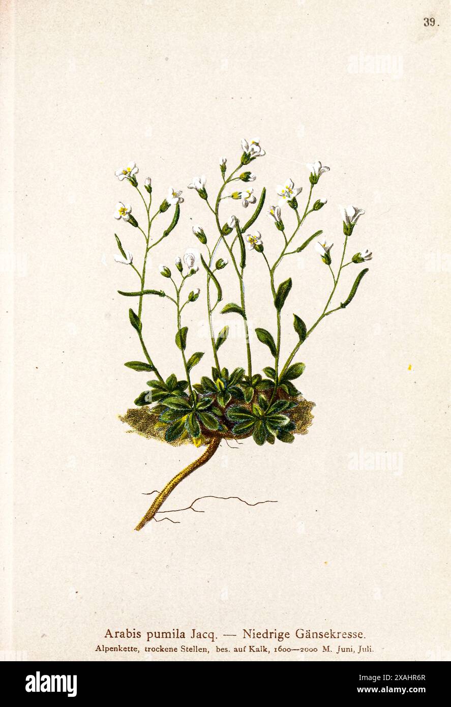 Arabis pumila Jacq. — Niedrige Gänsekresse. botanical drawing from ...