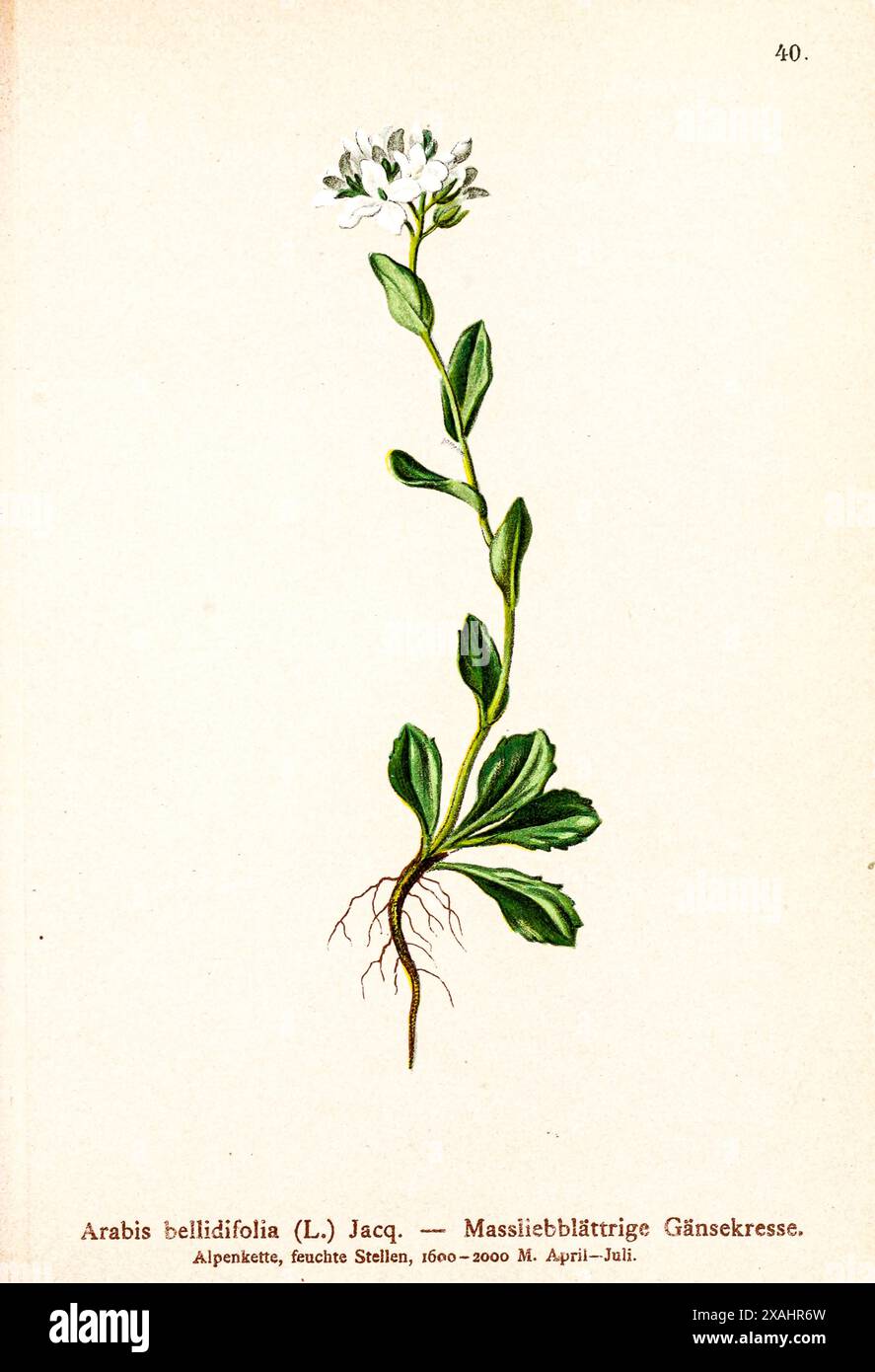 Massliebblattrige gansekresse hi-res stock photography and images - Alamy