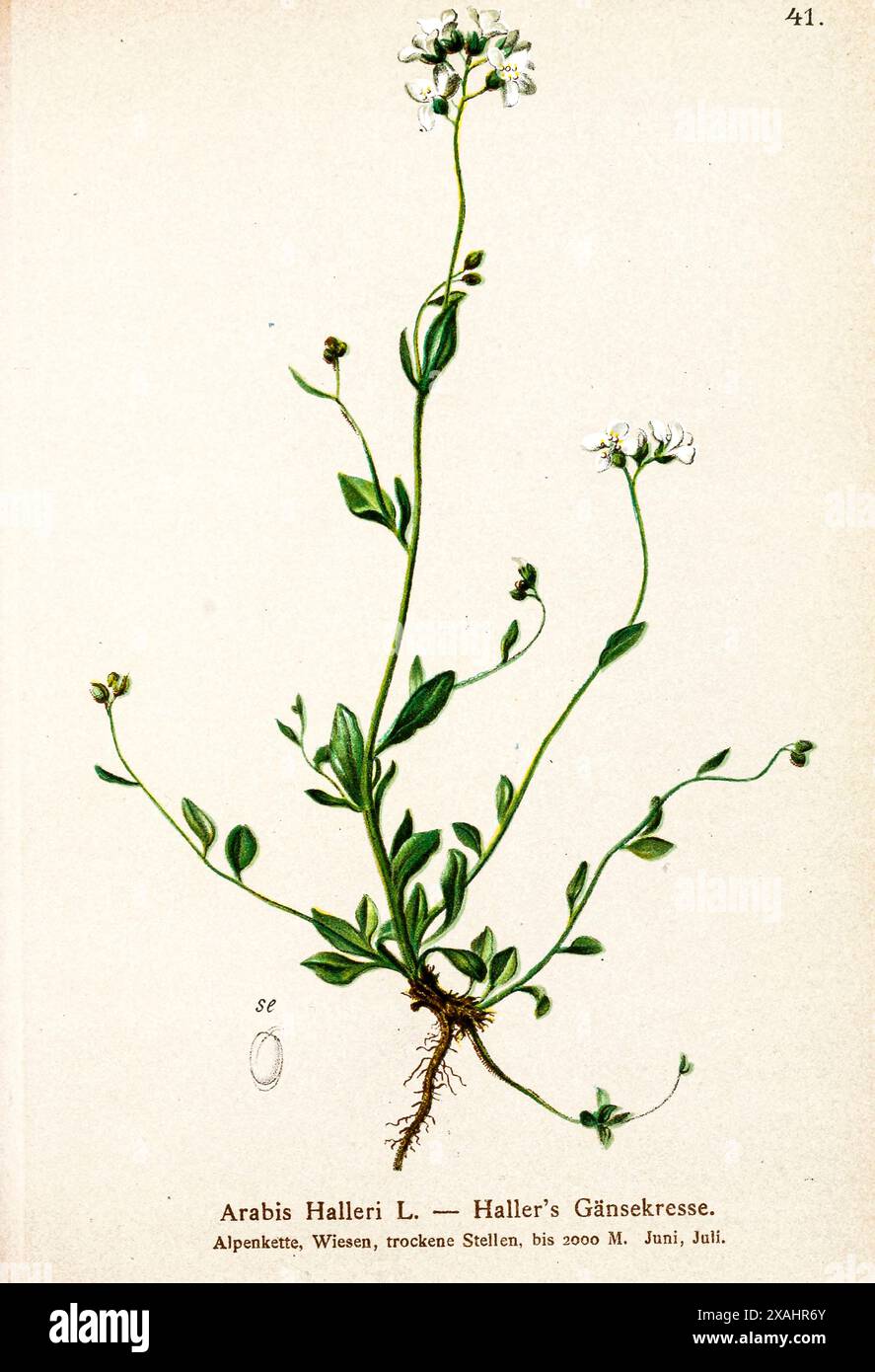 Arabis halleri l hi-res stock photography and images - Alamy