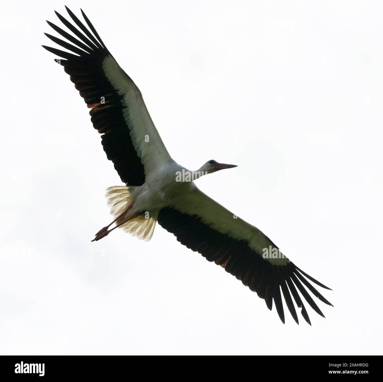 Störche in den Mainwiesen bei Seligenstadt fotografiert am 6.6.2024 in ...