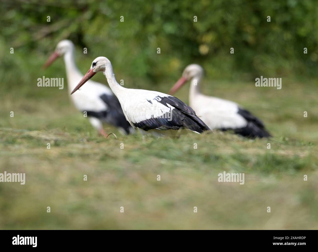 Störche in den Mainwiesen bei Seligenstadt fotografiert am 6.6.2024 in ...