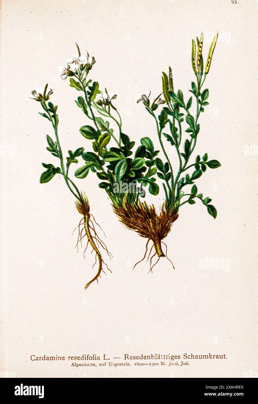 Cardamine resedifolia L. Resedenblättriges Schaumkraut. botanical ...