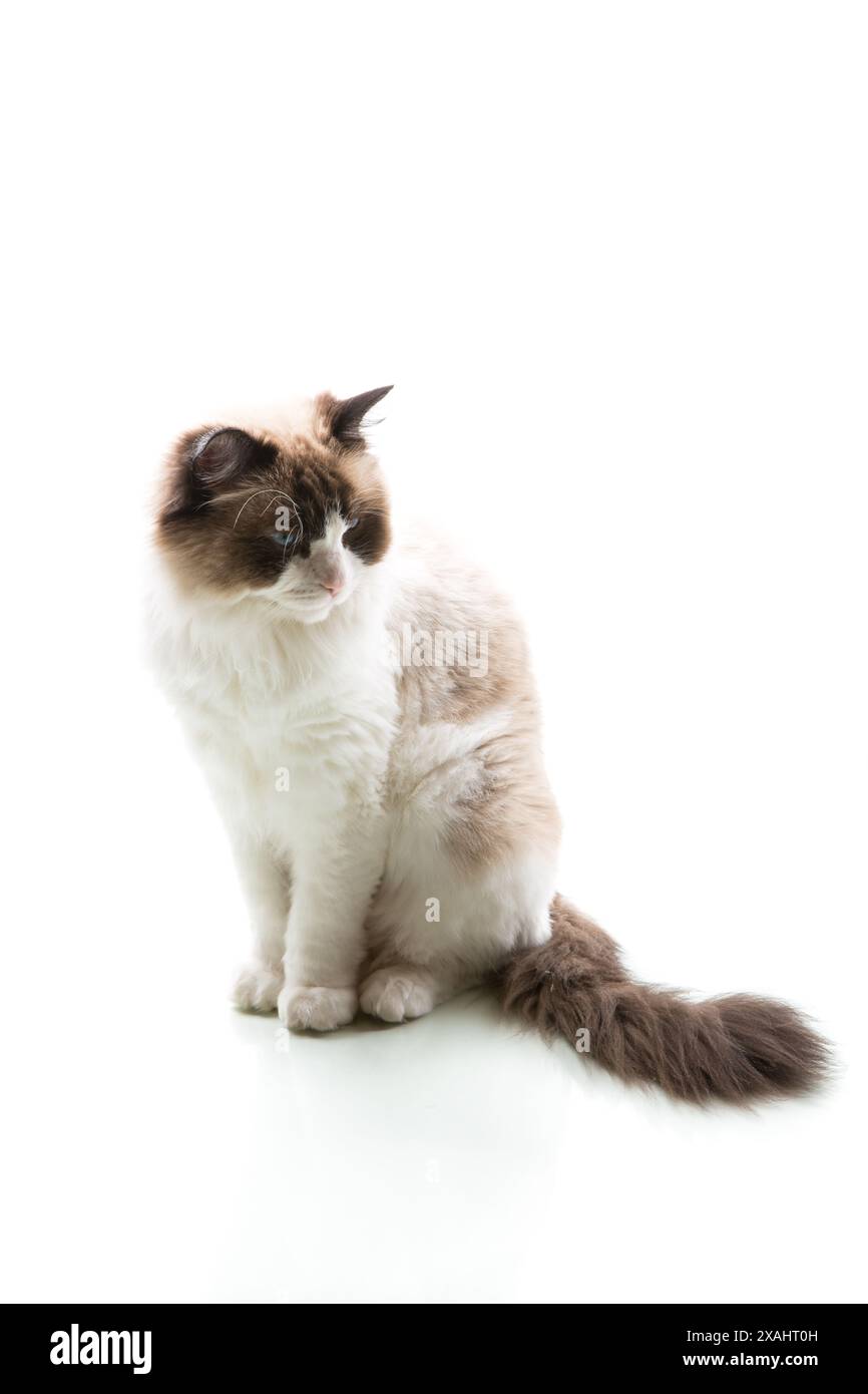Beautiful young healthy Ragdoll cat isolated on a white background ...